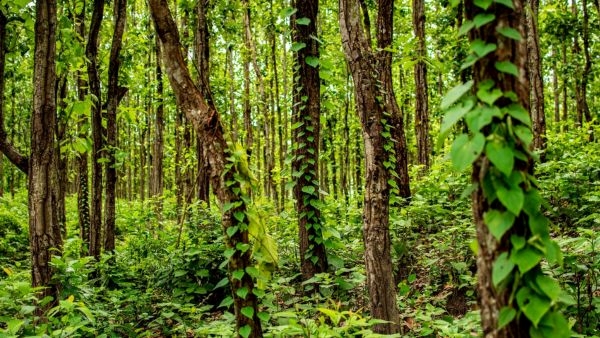 Exploring the Enchanting Charms of Siliguri: A Hidden Gem in India ...