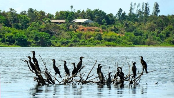 Good News for Puducherry: Five Waterbodies to Gain Wetlands Status ...