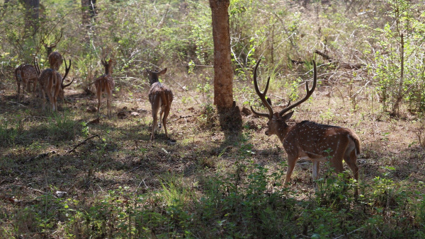 Bandipur Wildlife Sanctuary Travel Guide: Exploring Nature's Abode ...
