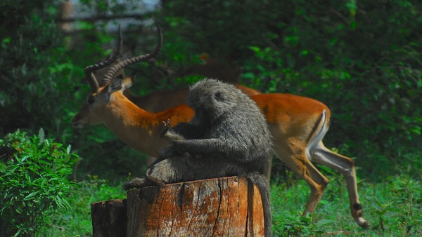 List Of 19 Biodiversity Parks In India - Nativeplanet