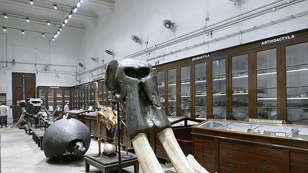 Indian Museum of Natural History - Nativeplanet
