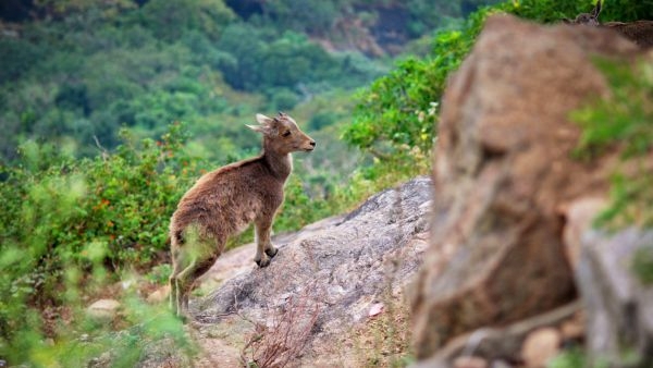 Coimbatore's Thrilling Escapes: Top Adventure Spots for Adrenaline ...