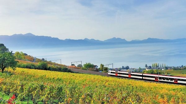 The UNESCO-listed: Journey through Switzerland's iconic vineyards in ...