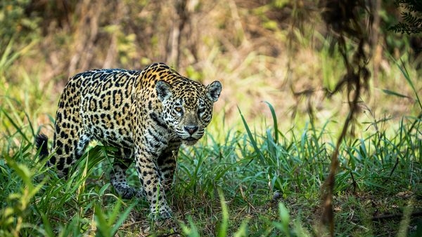 Exploring the Wild Side: The 7 Best Jungle Safari Destinations Around ...