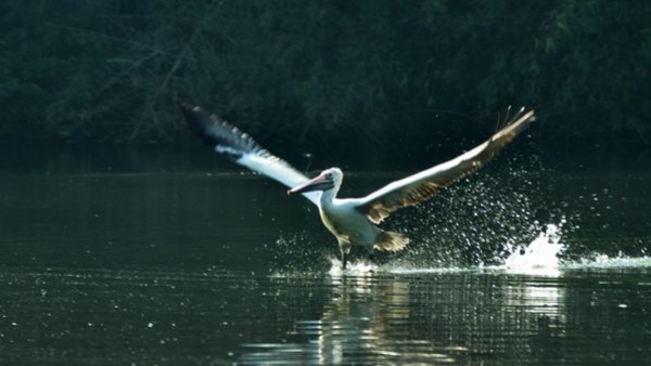 A day trip to Ranganathittu Bird Sanctuary from Bangalore: Is it worth ...