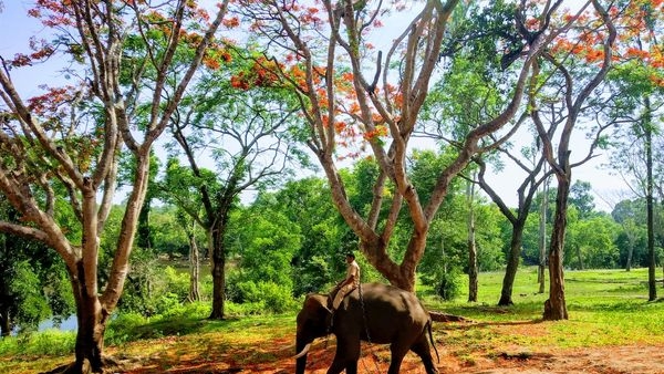Exploring Coorg in 3 Days: A Comprehensive Travel Guide - Nativeplanet