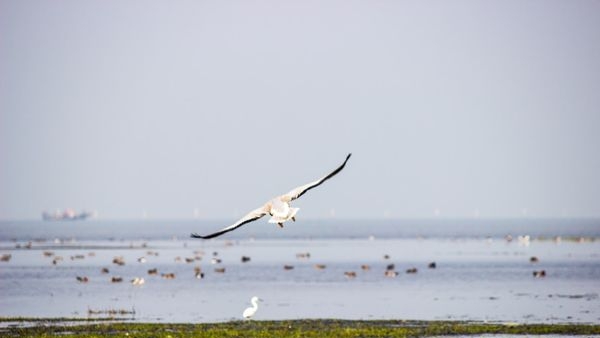 Discover the Natural Beauty of Chilika Lake, Odisha This Winter ...