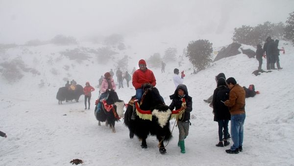 Experience Magical Winter in Sikkim: First Snowfall Wonder - Nativeplanet