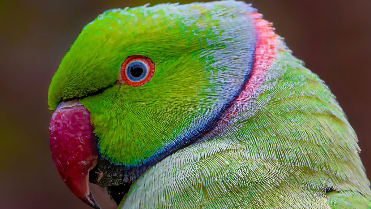 Beware Travelers: Parrot Fever Outbreak Sweeps Through Europe ...