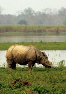 Sonai Rupai Wildlife Sanctuary - National Parks in Assam | Sonai Rupai ...