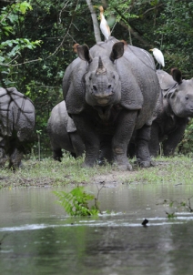 Panbari Reserve Forest - Kaziranga | Panbari Reserve Forest Photos ...