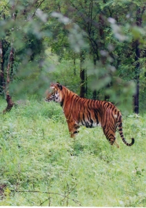 Places to Visit in Bhadra: Tourist Places in Bhadra, Bhadra Tourism ...