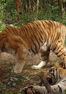 Mandagadde Bird Sanctuary - Shimoga | Mandagadde Bird Sanctuary Photos ...