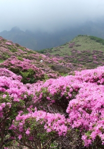 Hot Springs - Yumthang | Hot Springs Photos, Sightseeing -NativePlanet