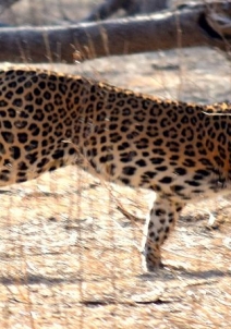 Timangarh Fort - Karauli | Timangarh Fort Photos, Sightseeing -NativePlanet