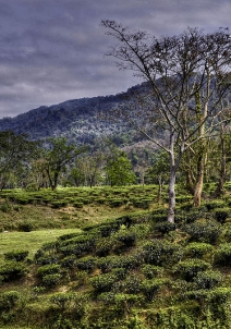 Places to Visit in Digboi: Tourist Places in Digboi, Digboi Tourism ...