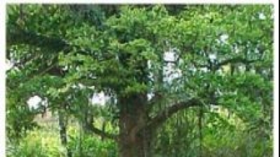 Wayanad Tourism, Travel Guide & Tourist Places in Wayanad-NativePlanet