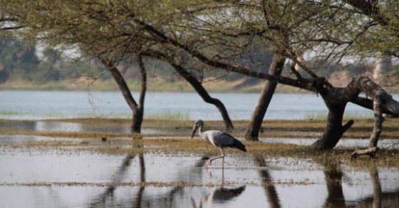 Thol Lake Bird Sanctuary Photos-NativePlanet