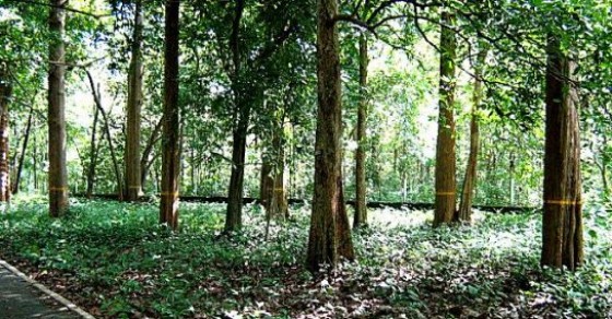 Nilambur Photos, Pictures of Famous Tourist Places and Attractions ...