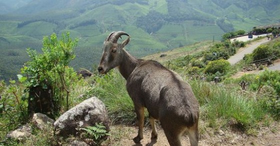 Munnar Photos, Pictures of Famous Tourist Places and Attractions ...