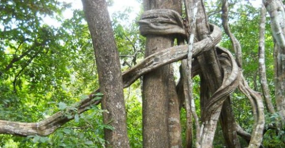 Athirapally Photos, Pictures of Famous Tourist Places and Attractions ...