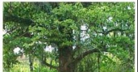Wayanad Photos, Pictures of Famous Tourist Places and Attractions ...