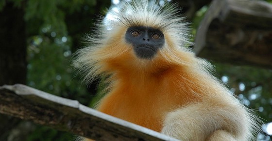 National Parks In Assam Photos, Pictures of Famous Tourist Places and ...