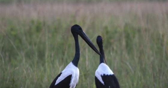 Pani Dihing Bird Sanctuary Photos-NativePlanet
