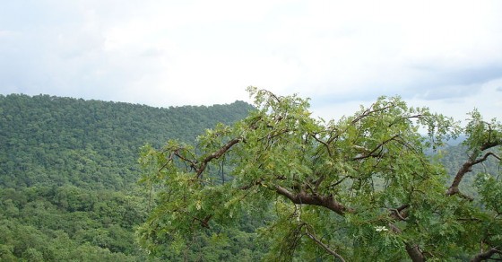 Kabirdham Photos, Pictures of Famous Tourist Places and Attractions ...