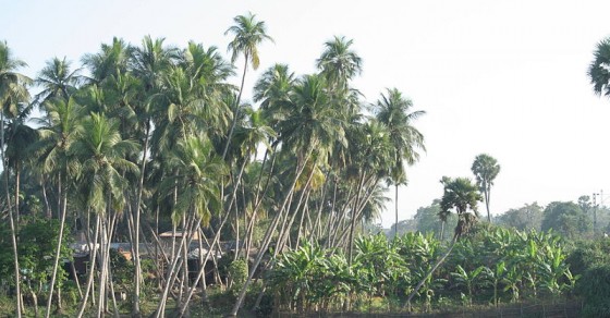 Puri Photos, Pictures of Famous Tourist Places and Attractions-NativePlanet