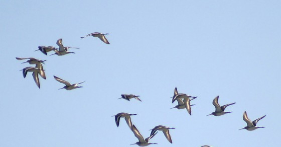 Chilka Photos, Pictures of Famous Tourist Places and Attractions ...