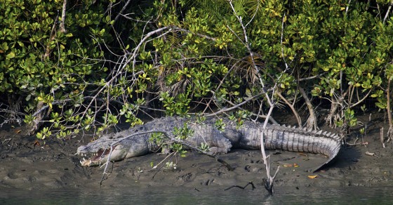 Sundarbans Photos, Pictures of Famous Tourist Places and Attractions ...