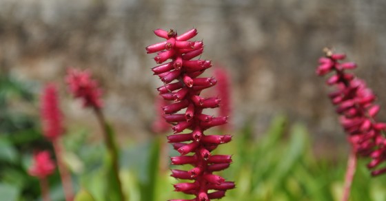 Coorg Photos, Pictures of Famous Tourist Places and Attractions ...