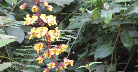 Coorg Photos, Pictures of Famous Tourist Places and Attractions ...