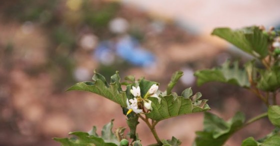 Nandi Hills Photos, Pictures of Famous Tourist Places and Attractions ...