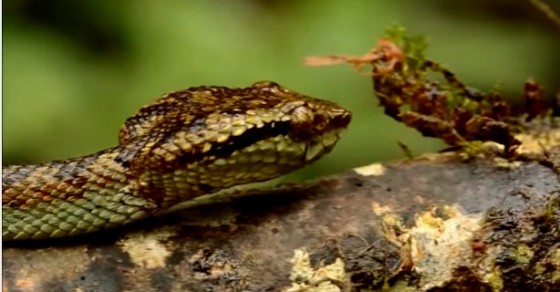 Dandeli Wildlife Sanctuary Photos-NativePlanet