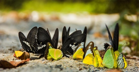 Chalsa Photos, Pictures of Famous Tourist Places and Attractions ...