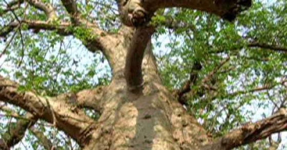 BR Hills Photos, Pictures of Famous Tourist Places and Attractions ...