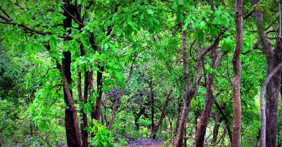 Places to Visit in Karnala: Tourist Places in Karnala, Karnala Tourism ...