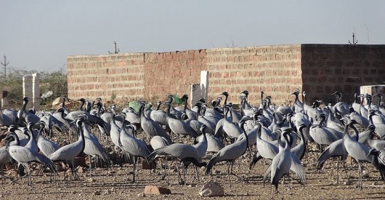 Phalodi Photos, Pictures of Famous Tourist Places and Attractions ...