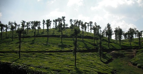 Valparai Photos, Pictures of Famous Tourist Places and Attractions ...