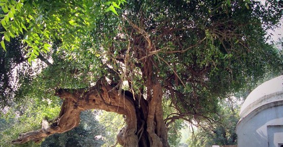 Bithoor Photos, Pictures of Famous Tourist Places and Attractions ...