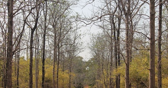 How To Reach Seoni By Air | How To Reach Seoni By Flight-NativePlanet