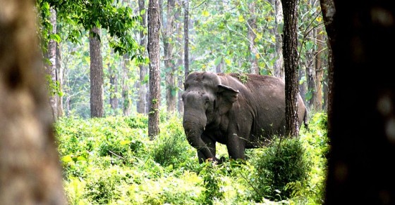 Chalsa Photos, Pictures of Famous Tourist Places and Attractions ...