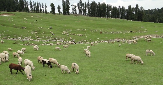 Places to Visit in Budgam: Tourist Places in Budgam, Budgam Tourism ...