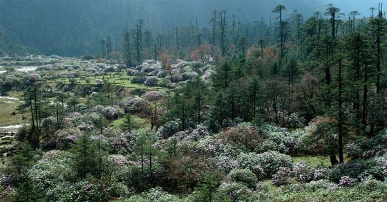 Chungthang Photos, Pictures of Famous Tourist Places and Attractions ...