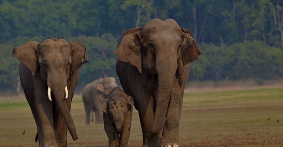 Kalagarh Dam Photos-NativePlanet