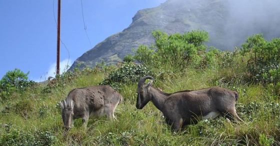 Munnar Photos, Pictures of Famous Tourist Places and Attractions ...