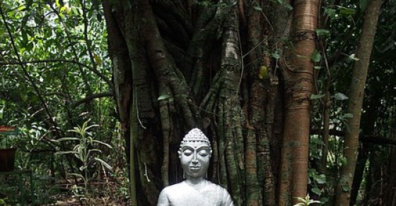 Mangalavanam Bird Sanctuary Photos-NativePlanet