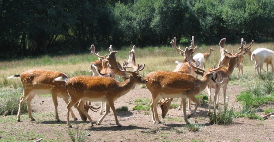Kanchula Korak Musk Deer Sanctuary Photos-NativePlanet